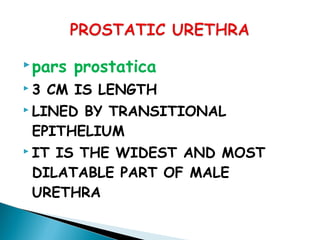 anatomy of male urethra | PPT