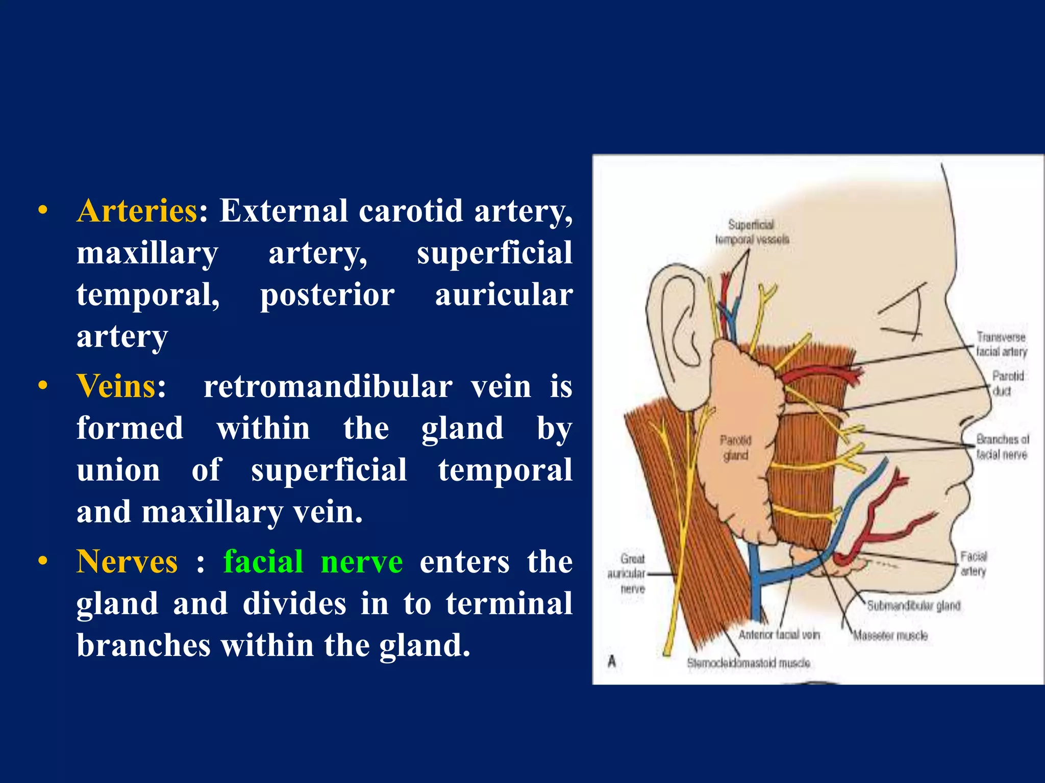 Salivary glands ppt | PPTX