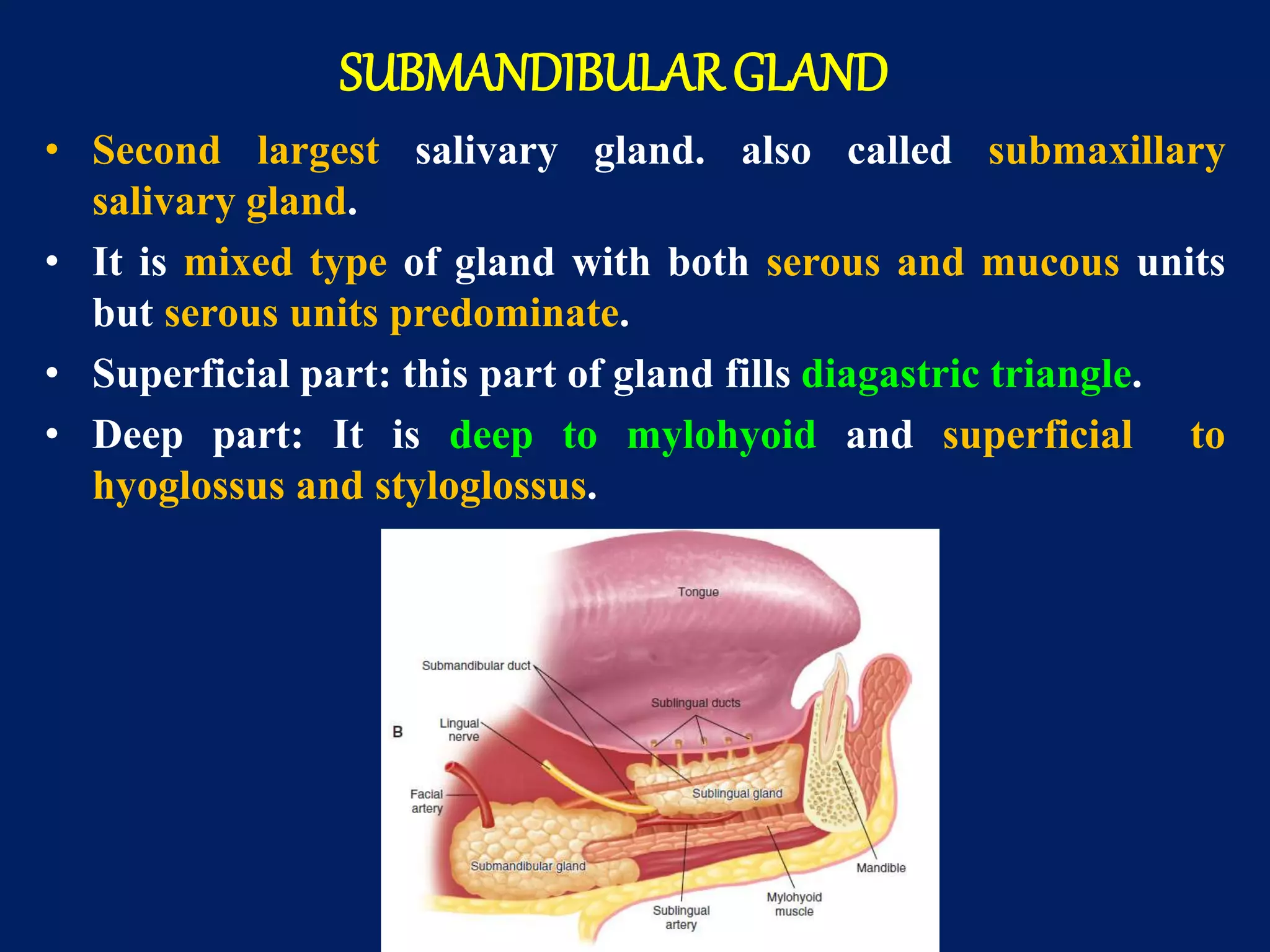 Salivary glands ppt | PPTX