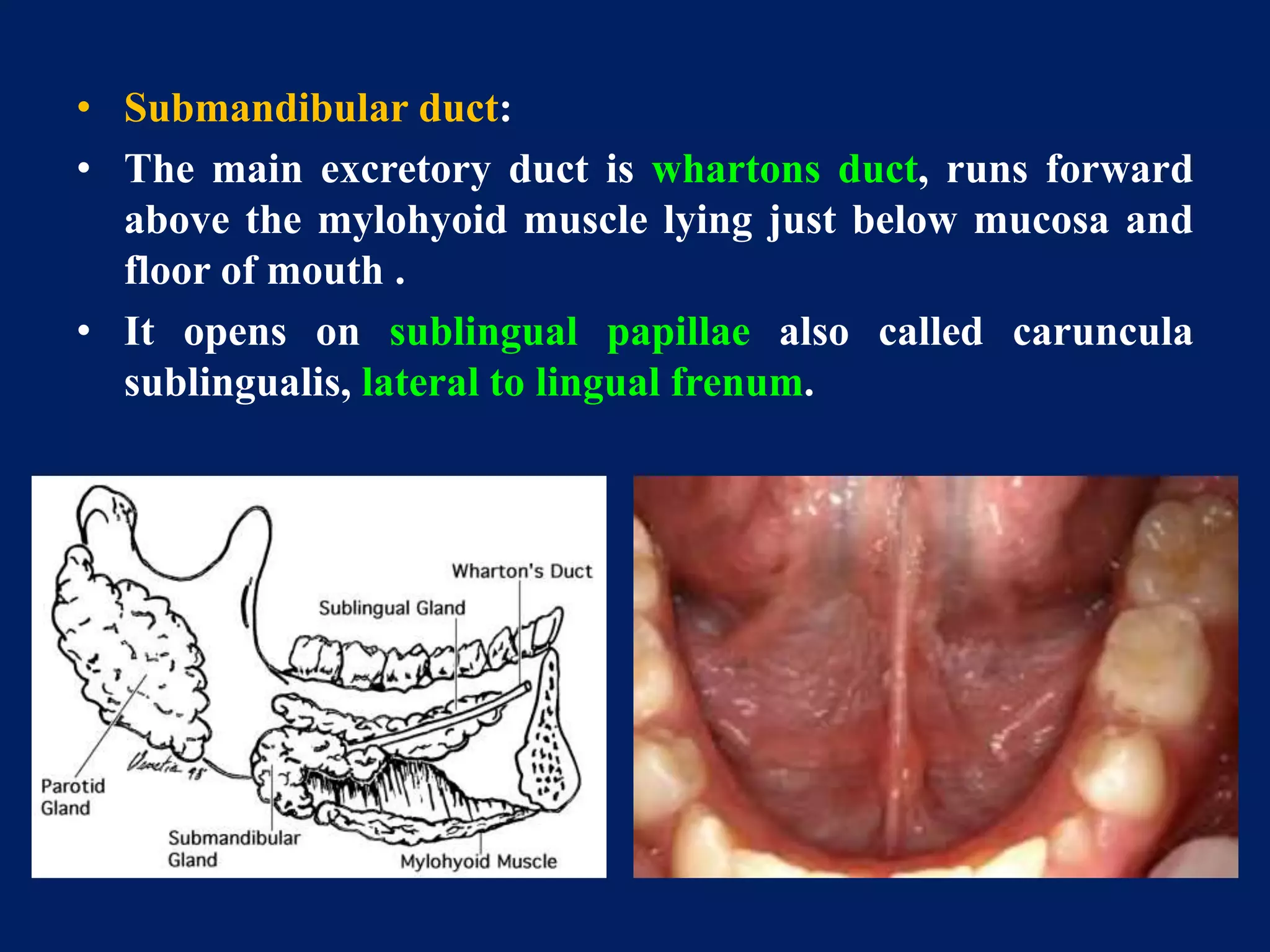 Salivary glands ppt | PPTX