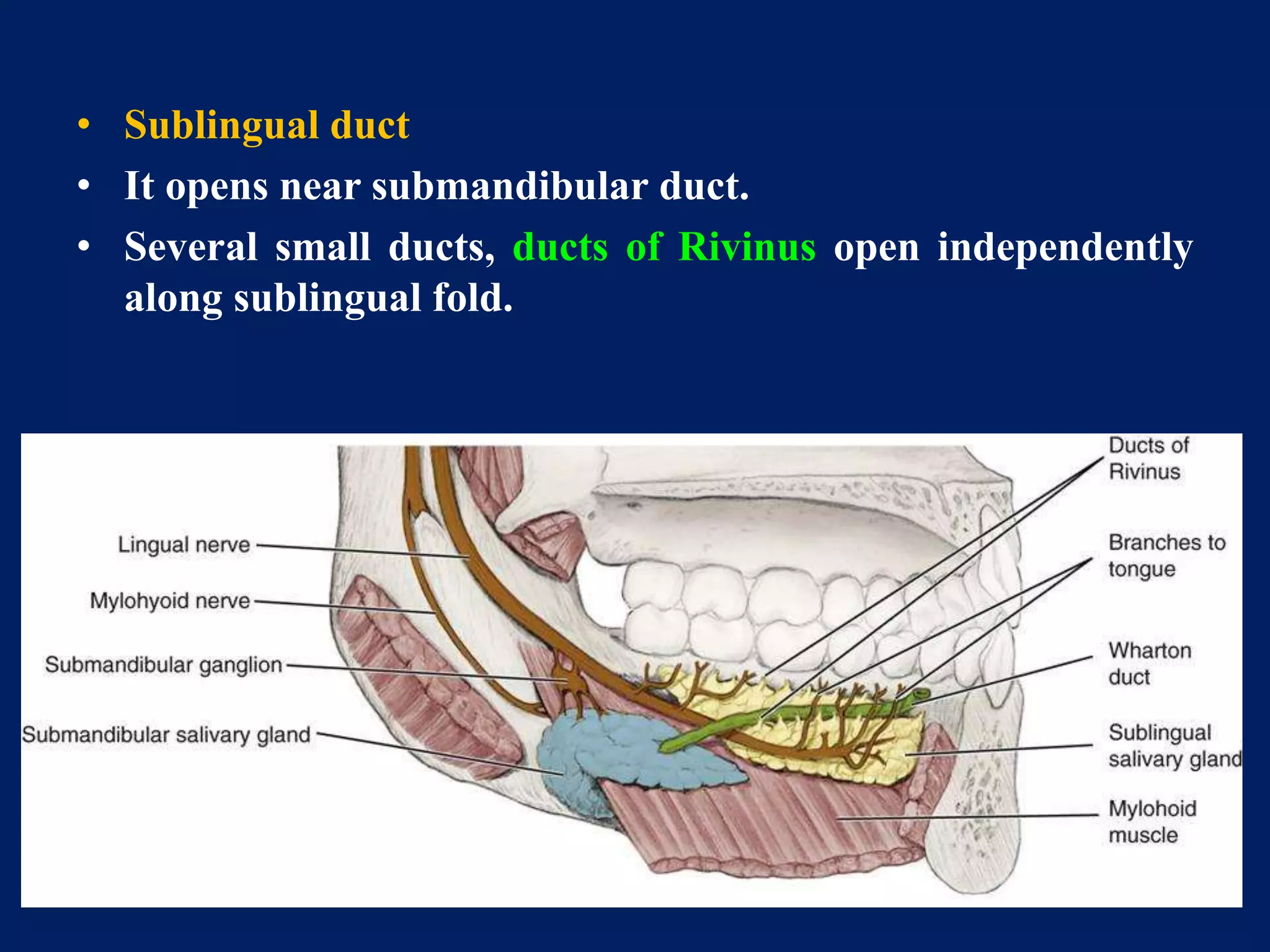 Salivary glands ppt | PPTX