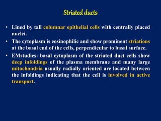 Salivary glands ppt | PPTX