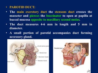 Excretory Duct Of Parotid