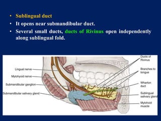 Whartons Duct Diagram