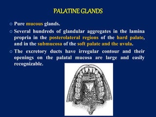 Salivary glands ppt | PPT