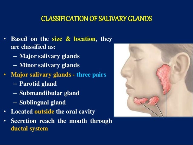 Salivary glands ppt