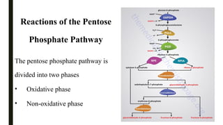 Pentose Phosphate Pathway in Metabolism.pptx