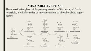 Pentose Phosphate Pathway in Metabolism.pptx