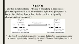 Pentose Phosphate Pathway in Metabolism.pptx | Endocrine and Metabolic ...