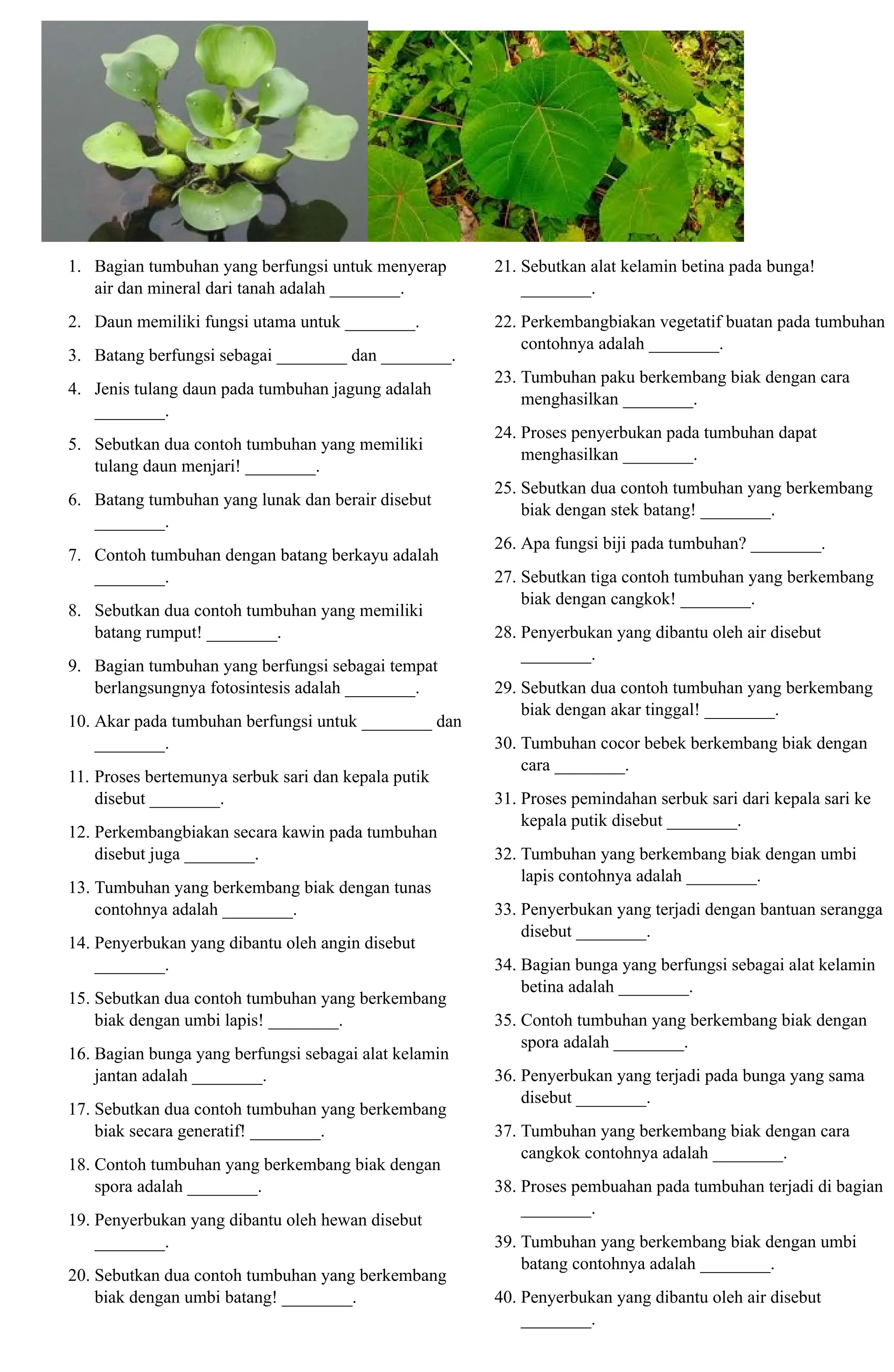 mading tumbuhan tumbuhan tulang daun tumbuhan | PPT