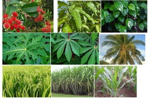 mading tumbuhan tumbuhan tulang daun tumbuhan | DOCX