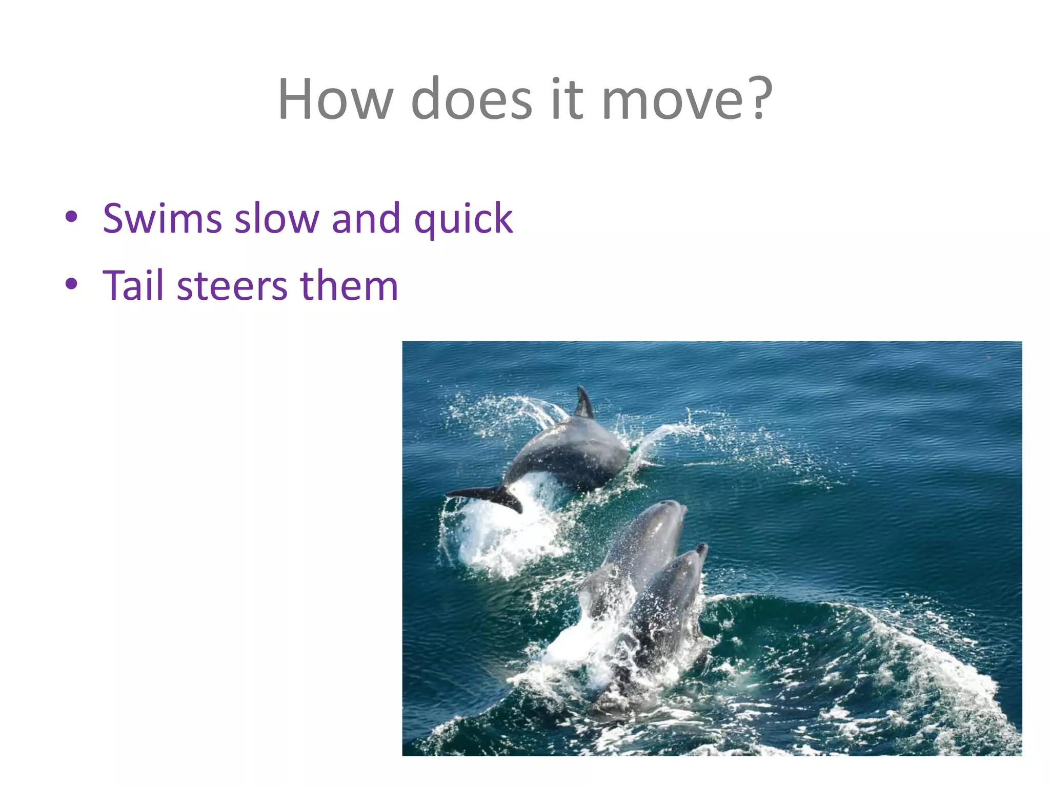Madison dolphin powerpoint | PPTX