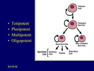 stem cell research | PPT