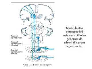 maduva-spinarii-2020 (1).ppt ààaaaaaaaaaaaaaaaaaaaaaas | PPT