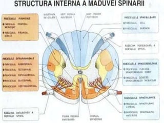 maduva-spinarii-2020 (1).ppt ààaaaaaaaaaaaaaaaaaaaaaas | PPT