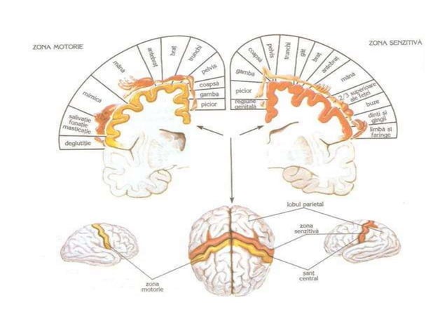 maduva-spinarii-2020 (1).ppt ààaaaaaaaaaaaaaaaaaaaaaas | PPT