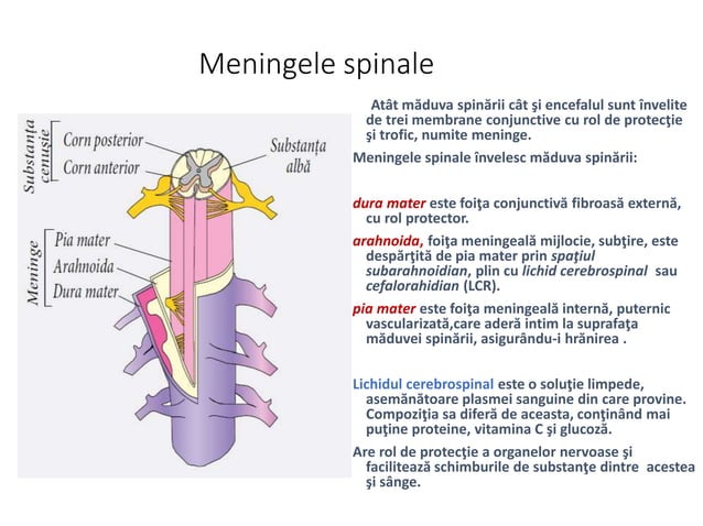 maduva-spinarii-2020 (1).ppt ààaaaaaaaaaaaaaaaaaaaaaas | PPT