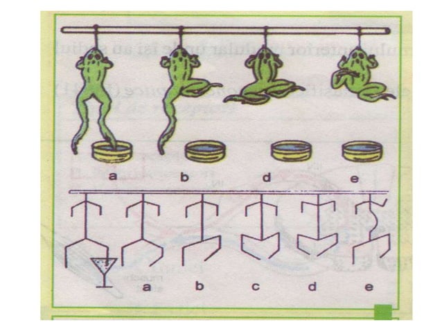 maduva-spinarii-2020 (1).ppt ààaaaaaaaaaaaaaaaaaaaaaas | PPT