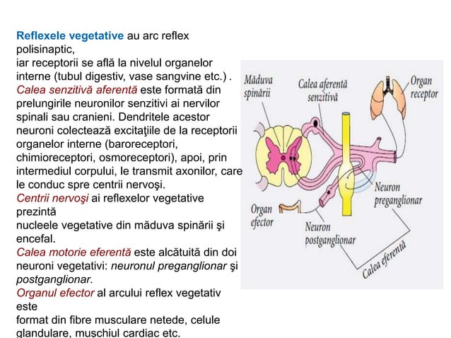 maduva-spinarii-2020 (1).ppt ààaaaaaaaaaaaaaaaaaaaaaas | PPT