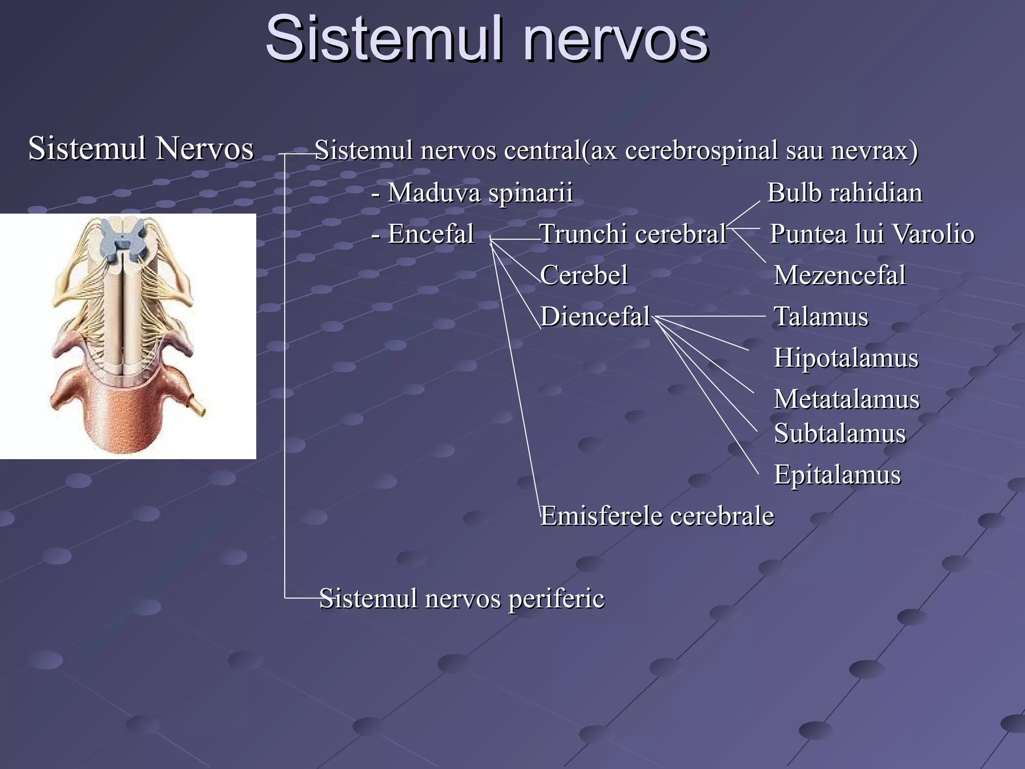 Maduva spinarii | PPT