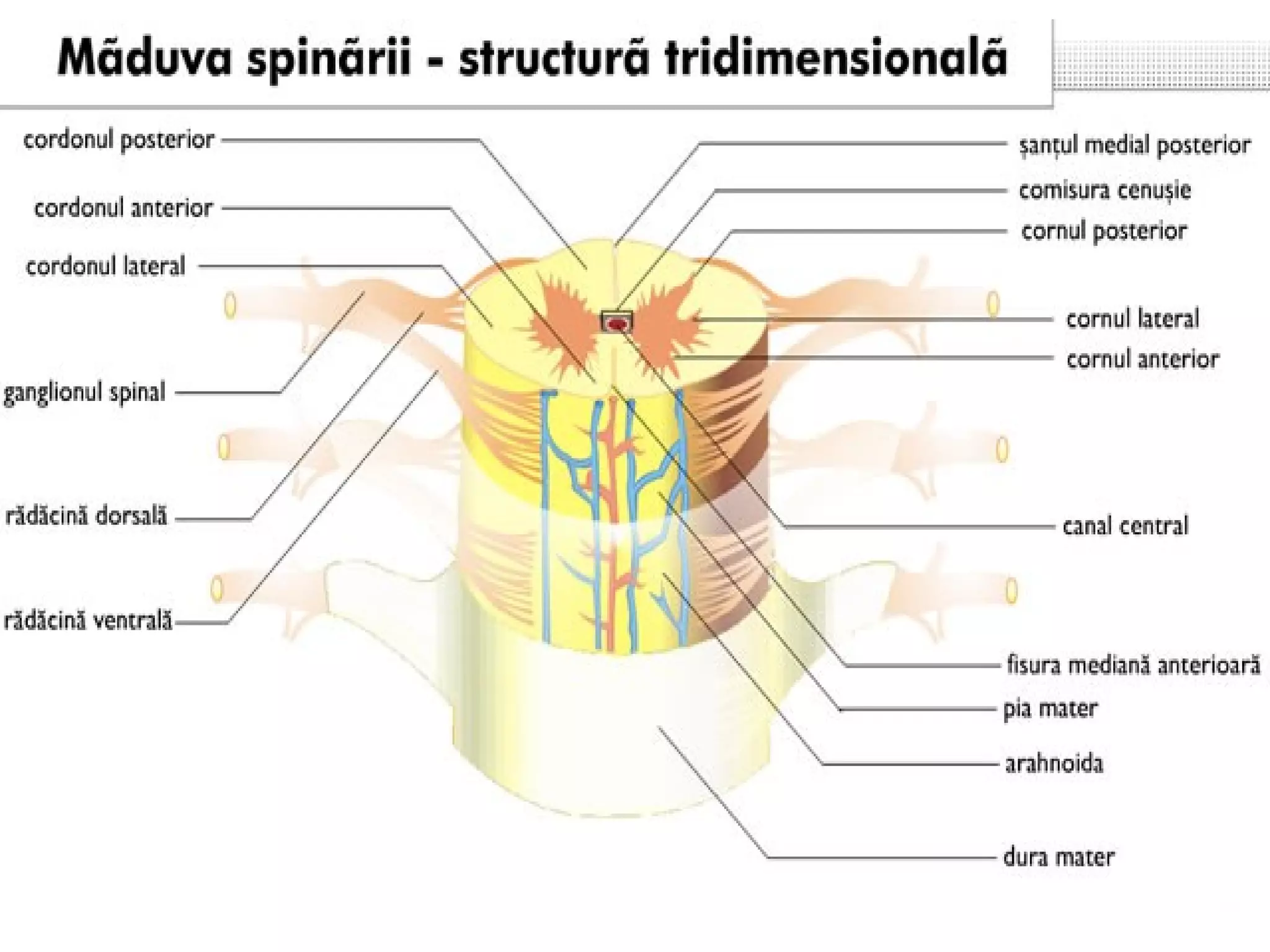 Maduva spinarii | PPT