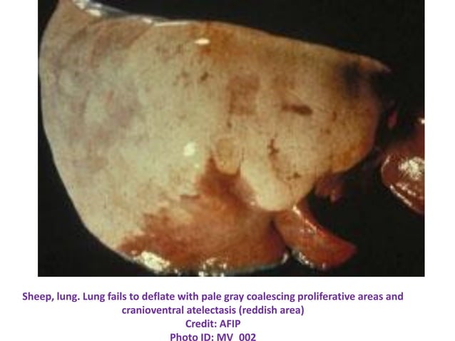 Maedi visna disease | PDF