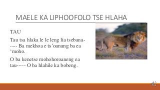 Maeele ka liphoofolo tse hlaha.pptx