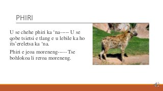 Maeele ka liphoofolo tse hlaha.pptx
