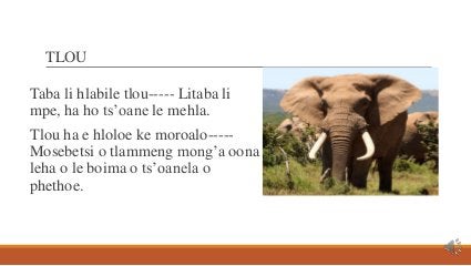Maeele ka liphoofolo tse hlaha.pptx