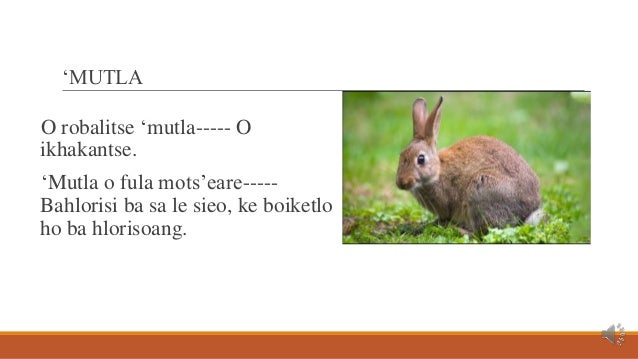 Maeele ka liphoofolo tse hlaha.pptx