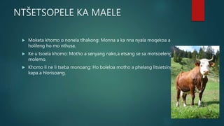 MAELE.pptx