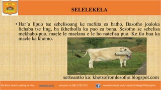 Maele ka khomo | PPTX