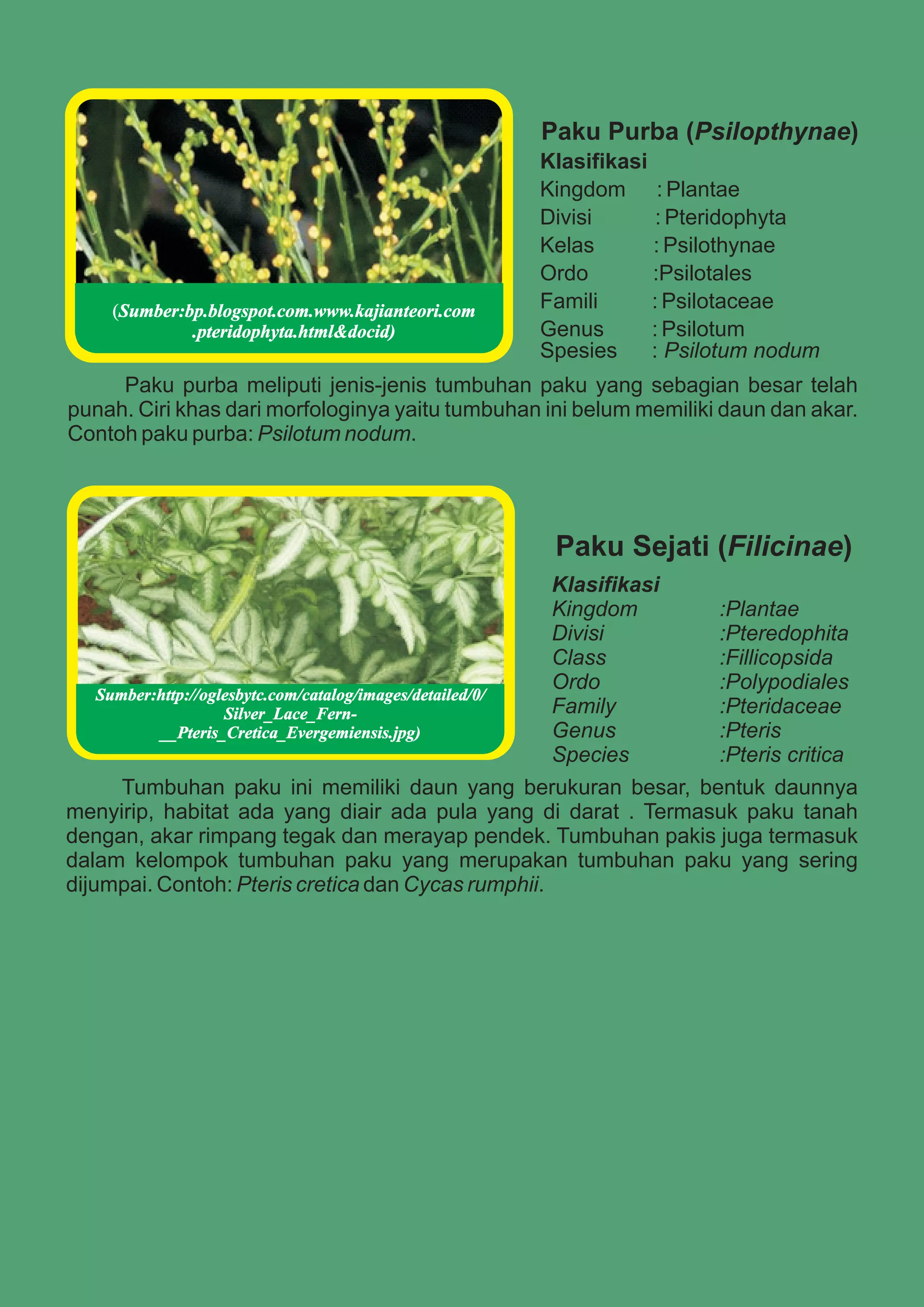 E Magazine Klasifikasi Tumbuhan | PDF