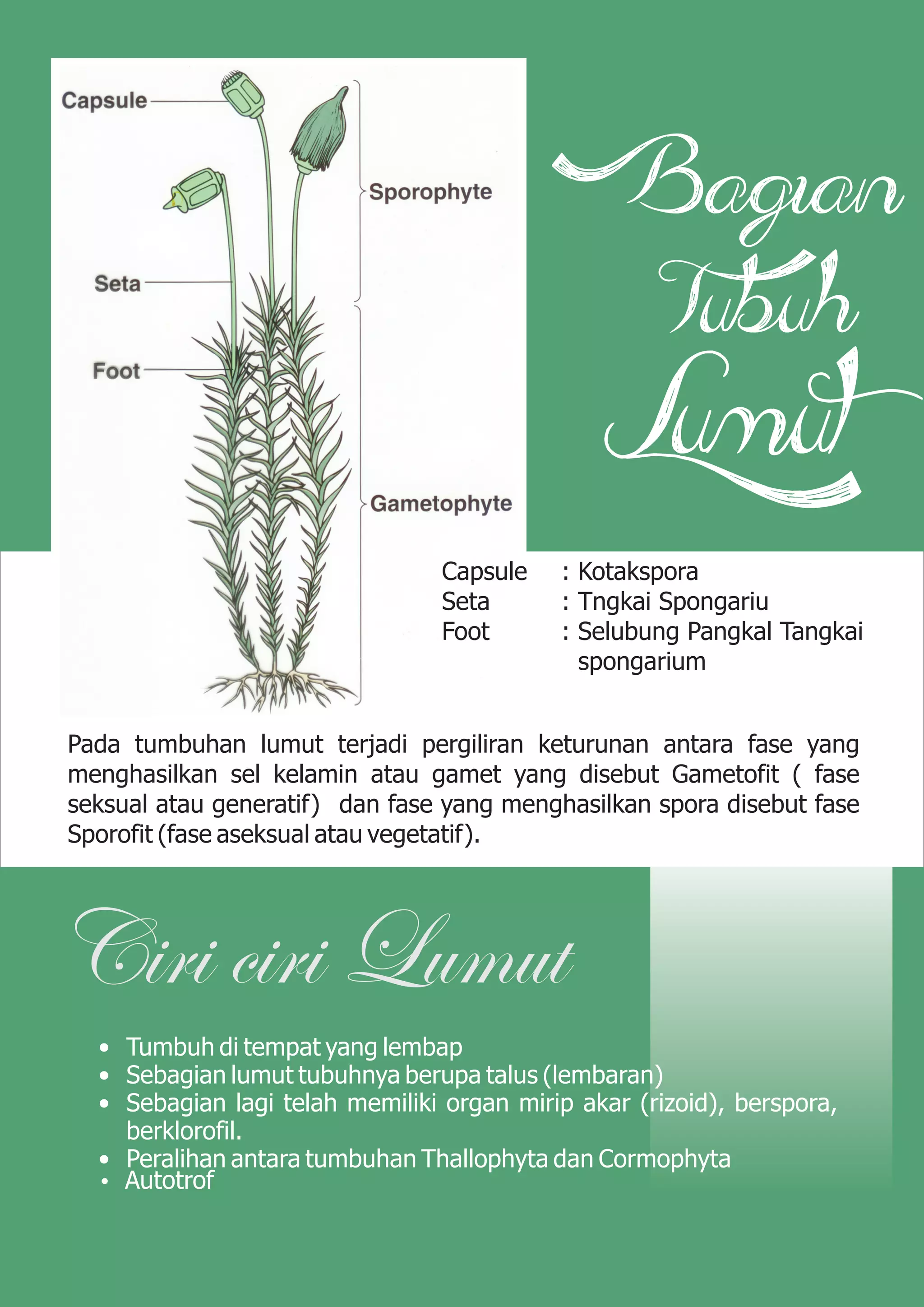 E Magazine Klasifikasi Tumbuhan | PDF