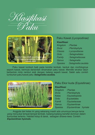 E Magazine Klasifikasi Tumbuhan | PDF