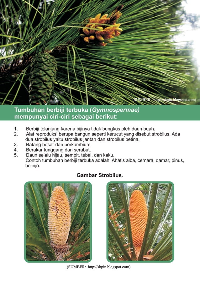 E Magazine Klasifikasi Tumbuhan | PDF