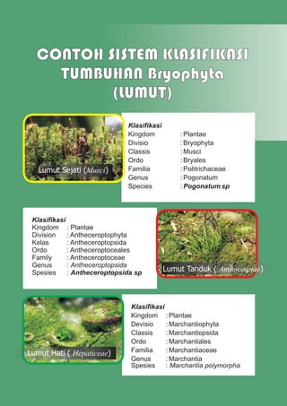 E Magazine Klasifikasi Tumbuhan | PDF