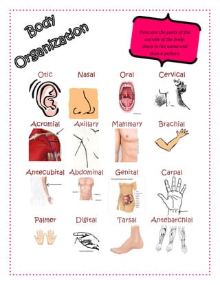 Revealed: The Human Body (Vol. I) | PDF