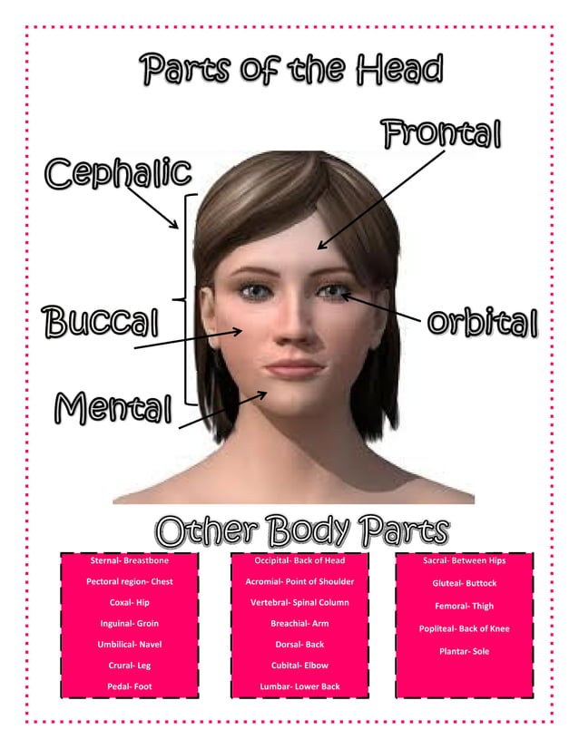 Revealed: The Human Body (Vol. I) | PDF