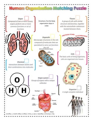 Revealed: The Human Body (Vol. I) | PDF