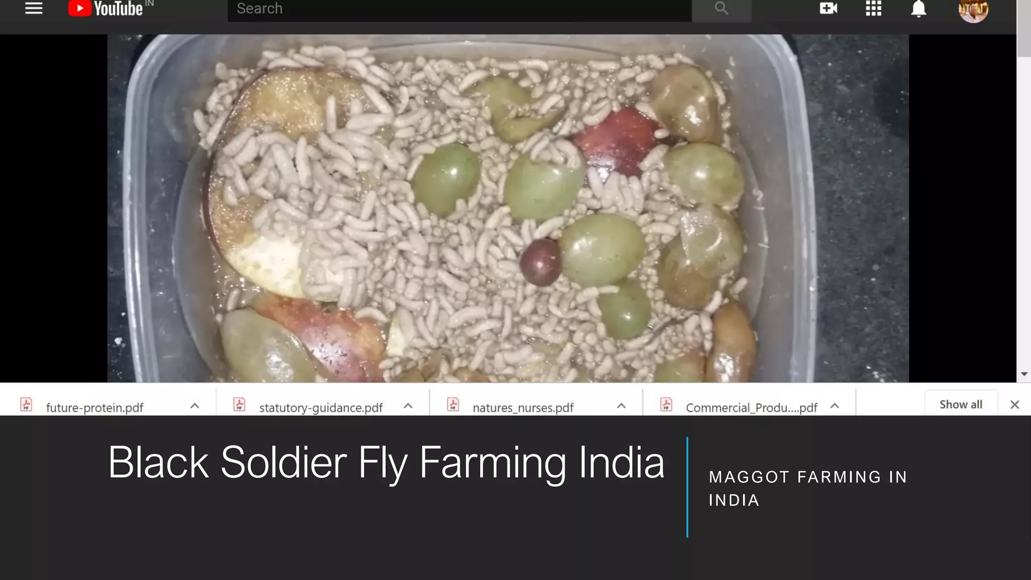 Maggot farming | PDF