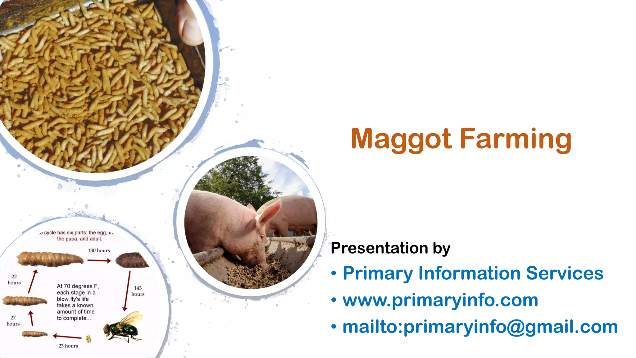 Maggot farming | PDF