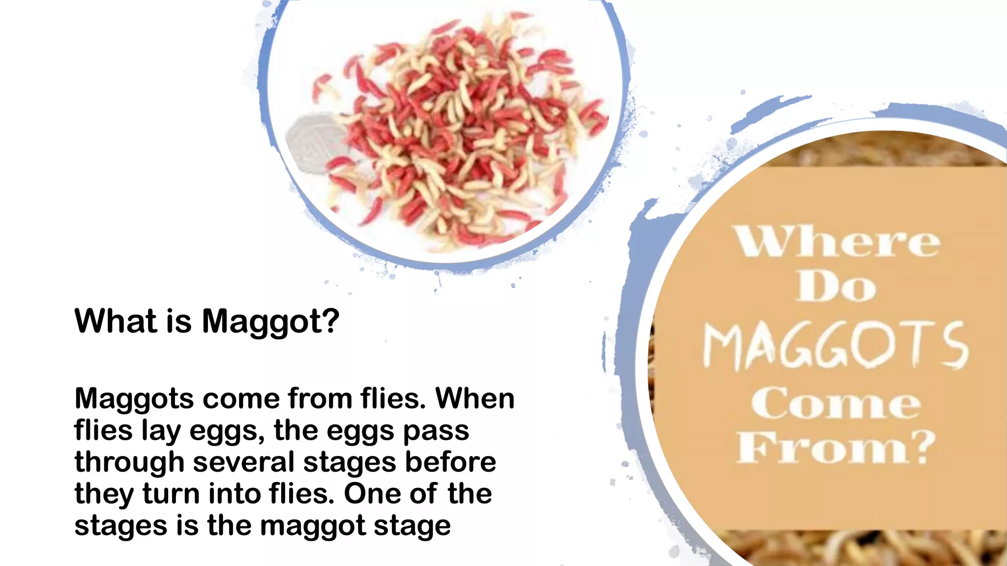 Maggot farming | PDF