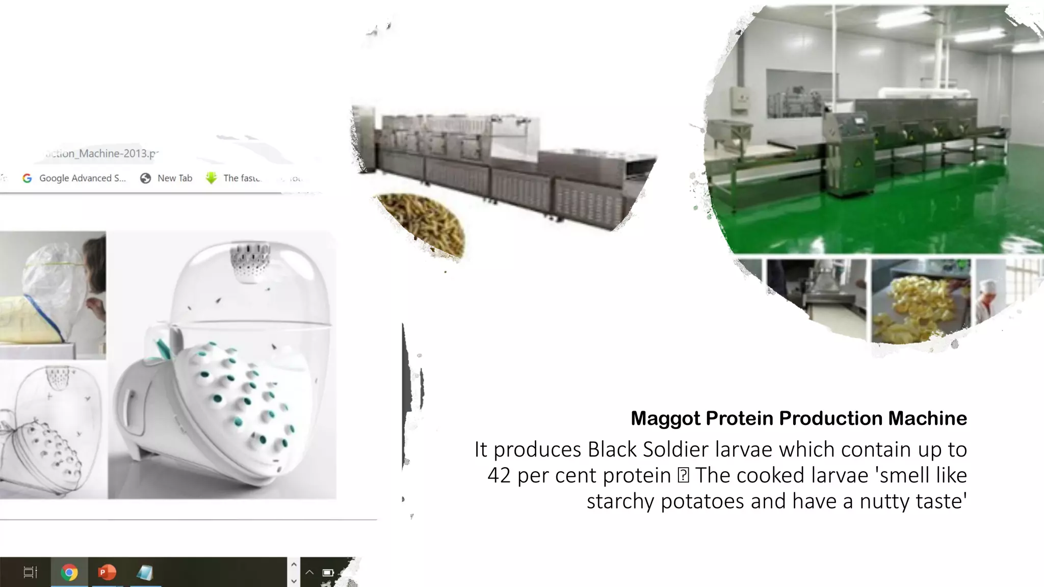 Maggot farming | PDF