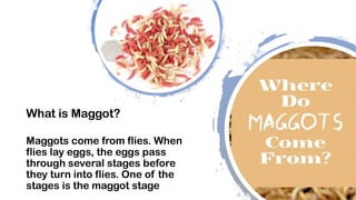 Maggot farming | PDF