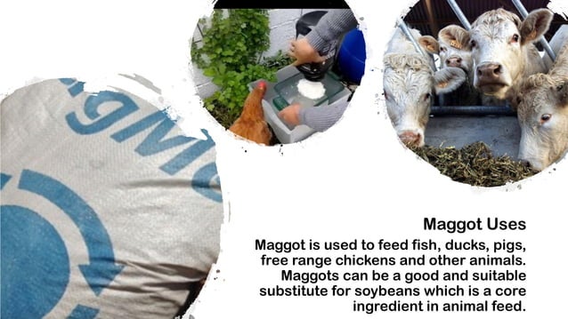 Maggot farming | PDF
