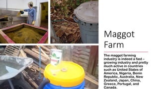 Maggot farming | PDF