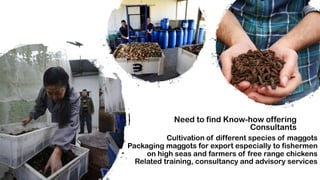 Maggot farming | PDF