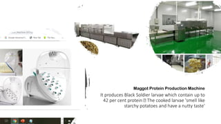 Maggot farming | PDF