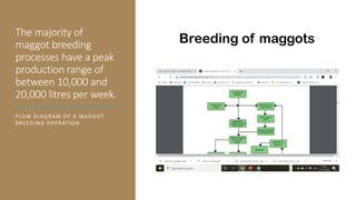 Maggot farming | PDF